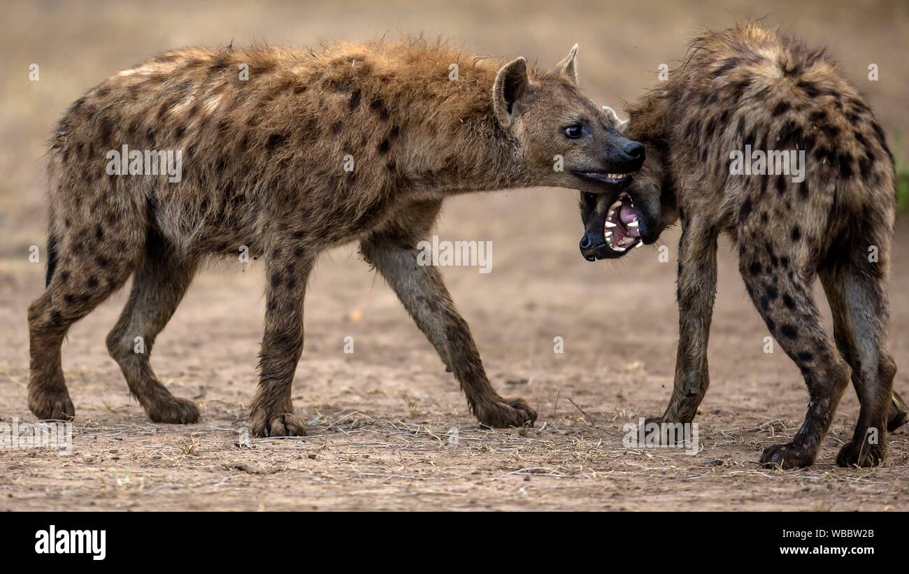 African Hyena Fight
