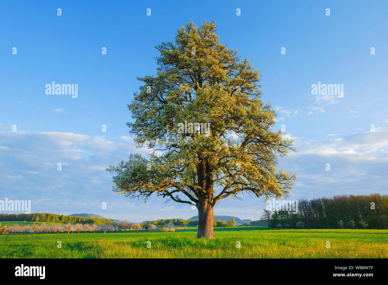 Common Pear, European Pear (Pyrus communis). Flowering tree in spring ...