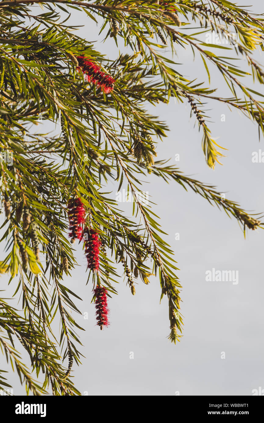 native Australian bottle brush callistemon tree in bloom with red ...