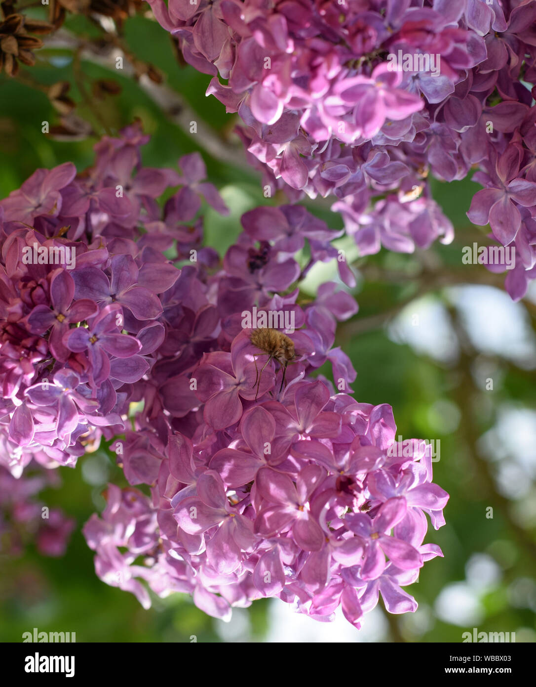Bee and wasp on lilac. Shaggy fly on lilac colors. insect pollinator ...