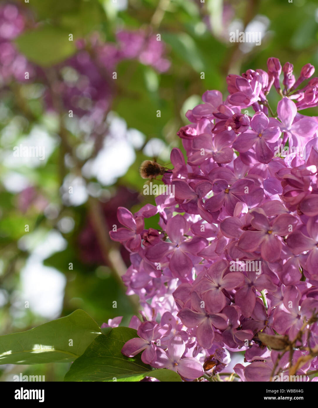 Bombyliidae on lilac. Shaggy fly on lilac colors. insect pollinator ...
