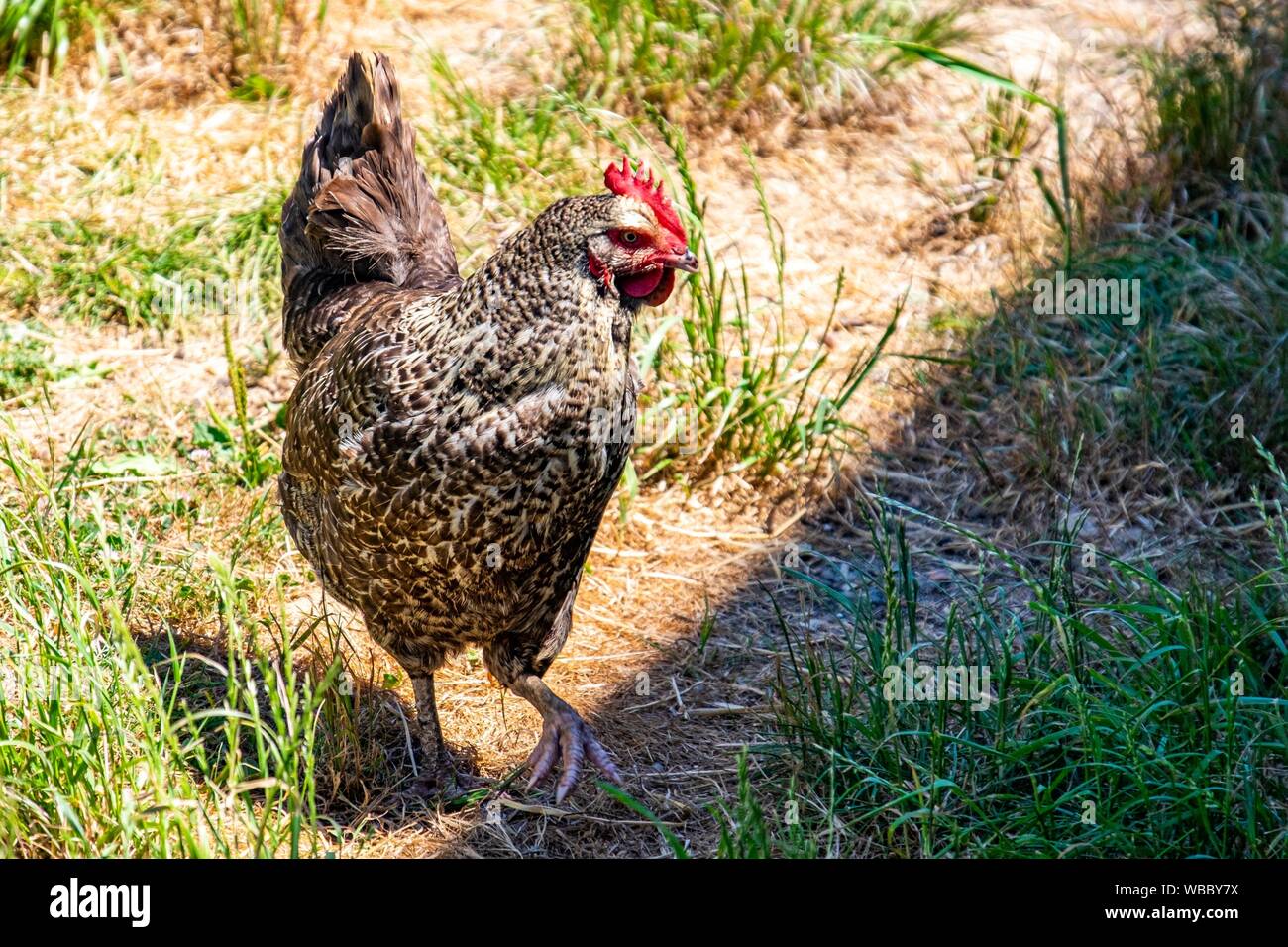 Chicken at a farm in France, Europe Stock Photo - Alamy