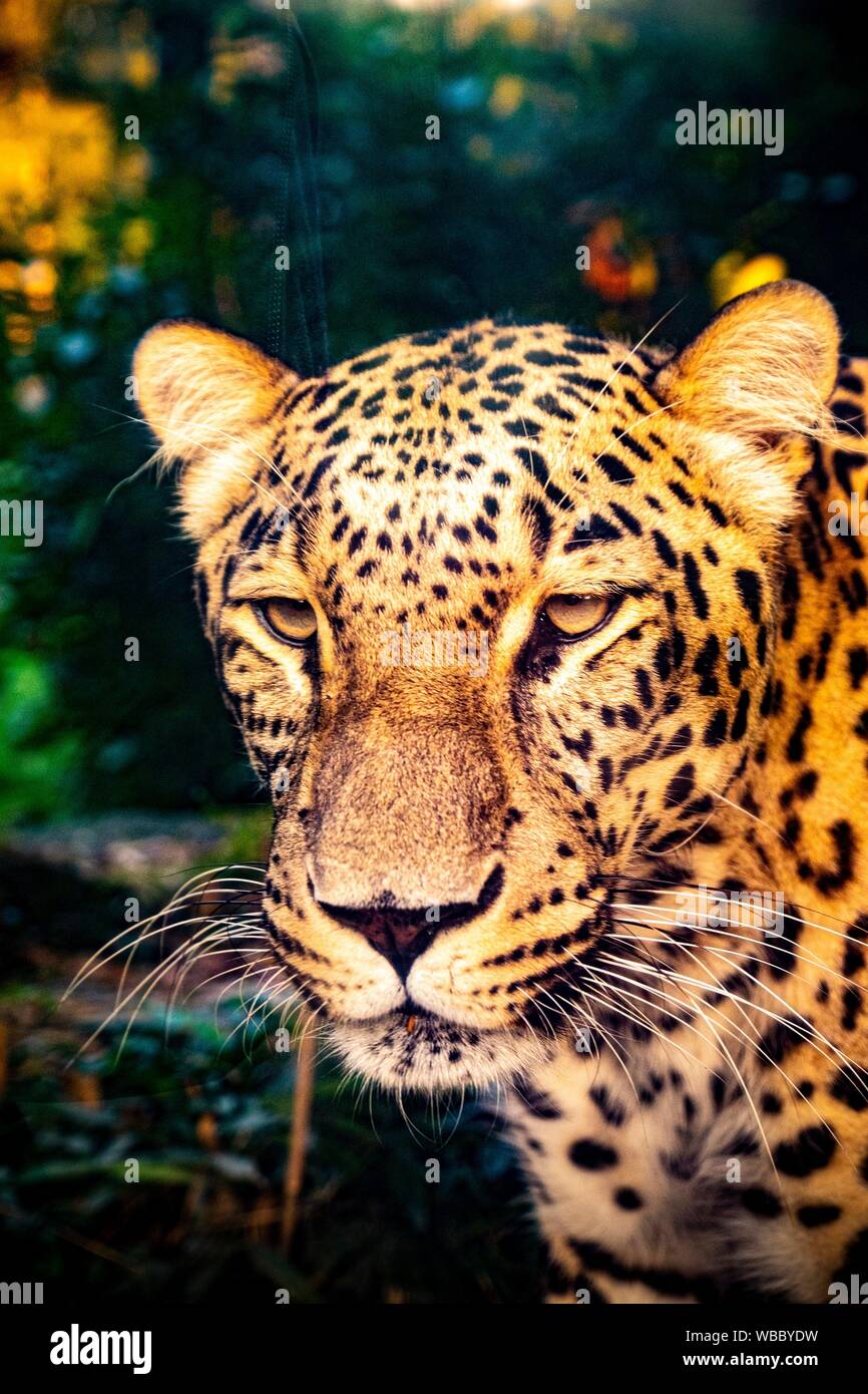 Portrait of a Leopard (Panthera pardus Stock Photo - Alamy