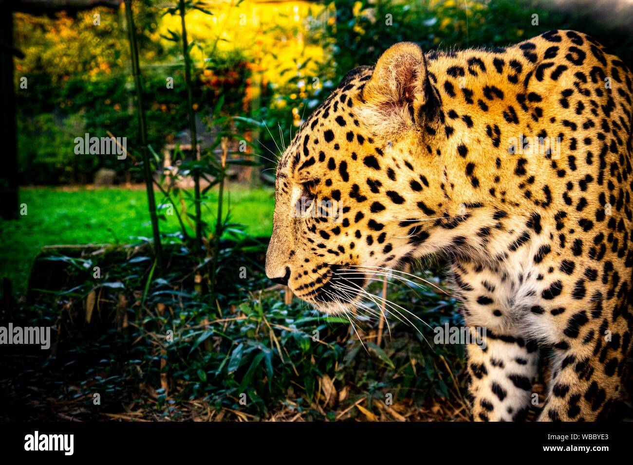 Leopard (Panthera pardus) in nature Stock Photo - Alamy