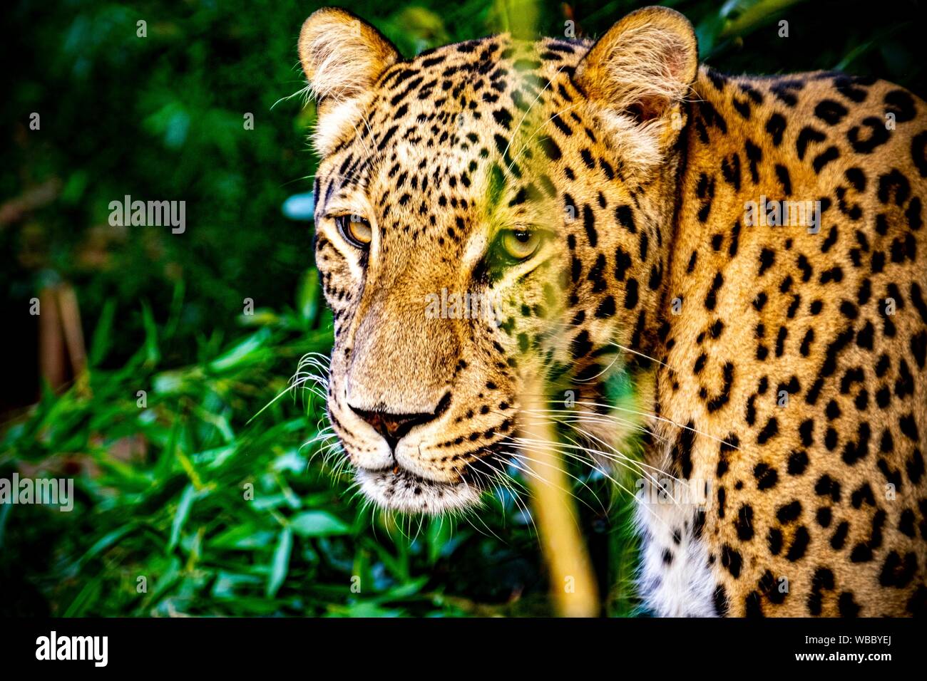 Portrait of a Leopard (Panthera pardus Stock Photo - Alamy