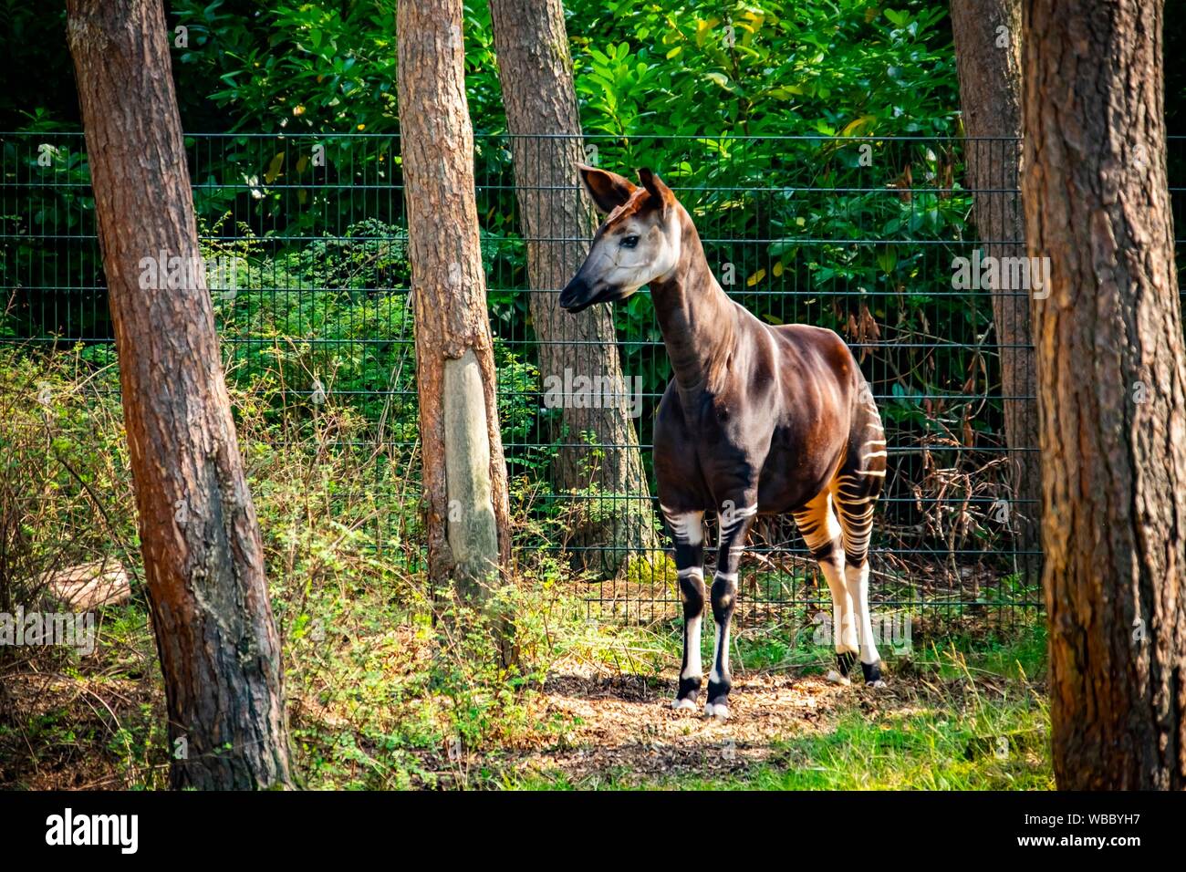 Okapi wildlife reserve hi-res stock photography and images - Alamy