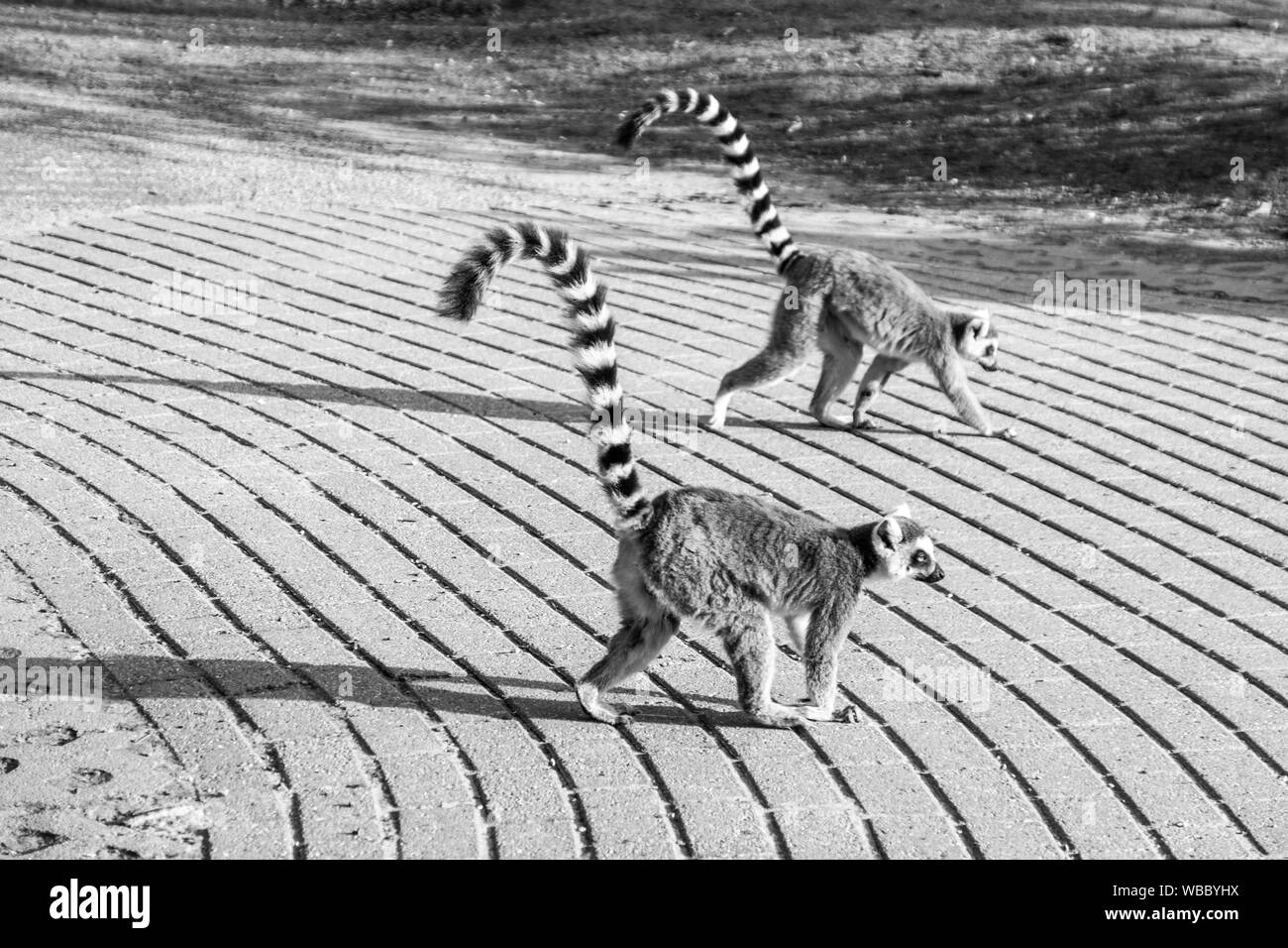 White lemur madagascar Black and White Stock Photos & Images - Alamy