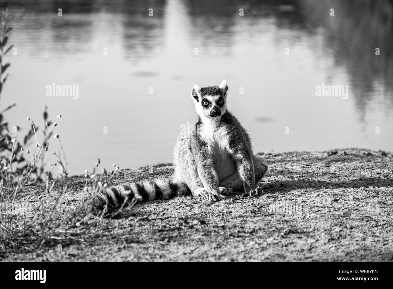 Native species of madagascar Black and White Stock Photos & Images - Alamy