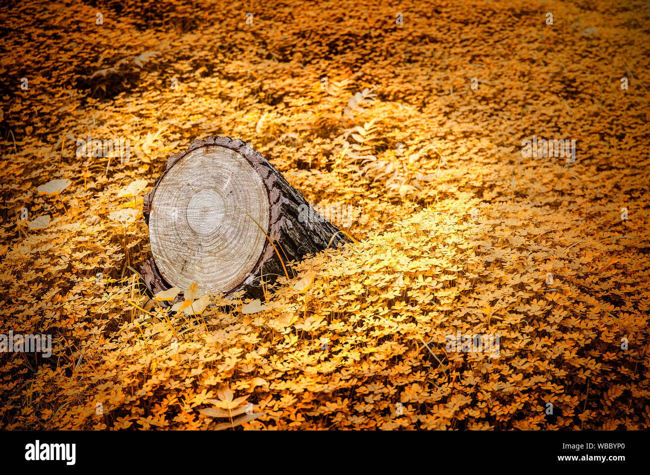 Cut tree trunk in hi-res stock photography and images - Alamy