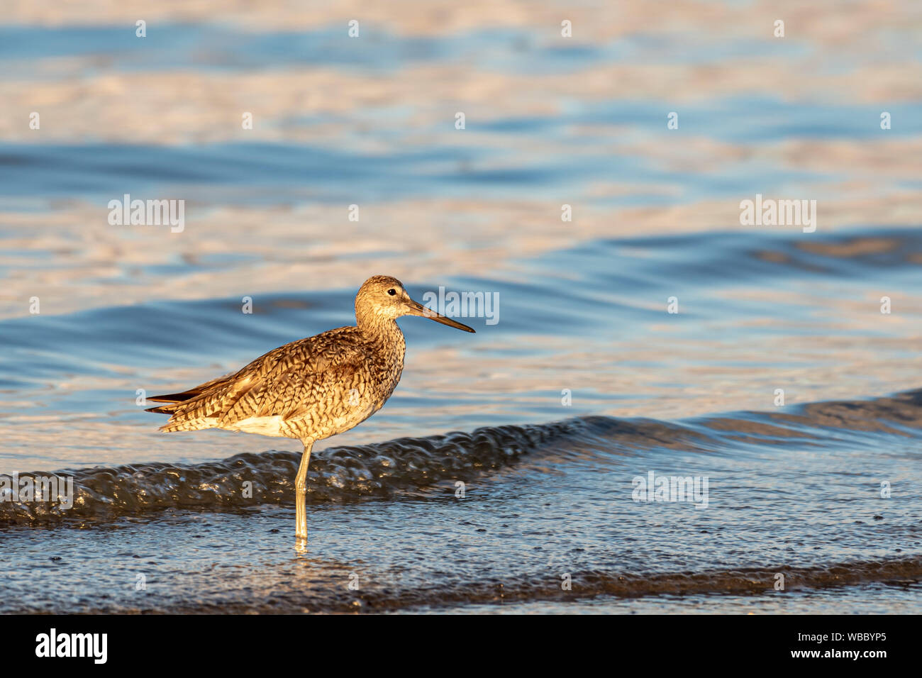 Short-billed dowitcher wading on the shores of the Gulf of Mexico in ...