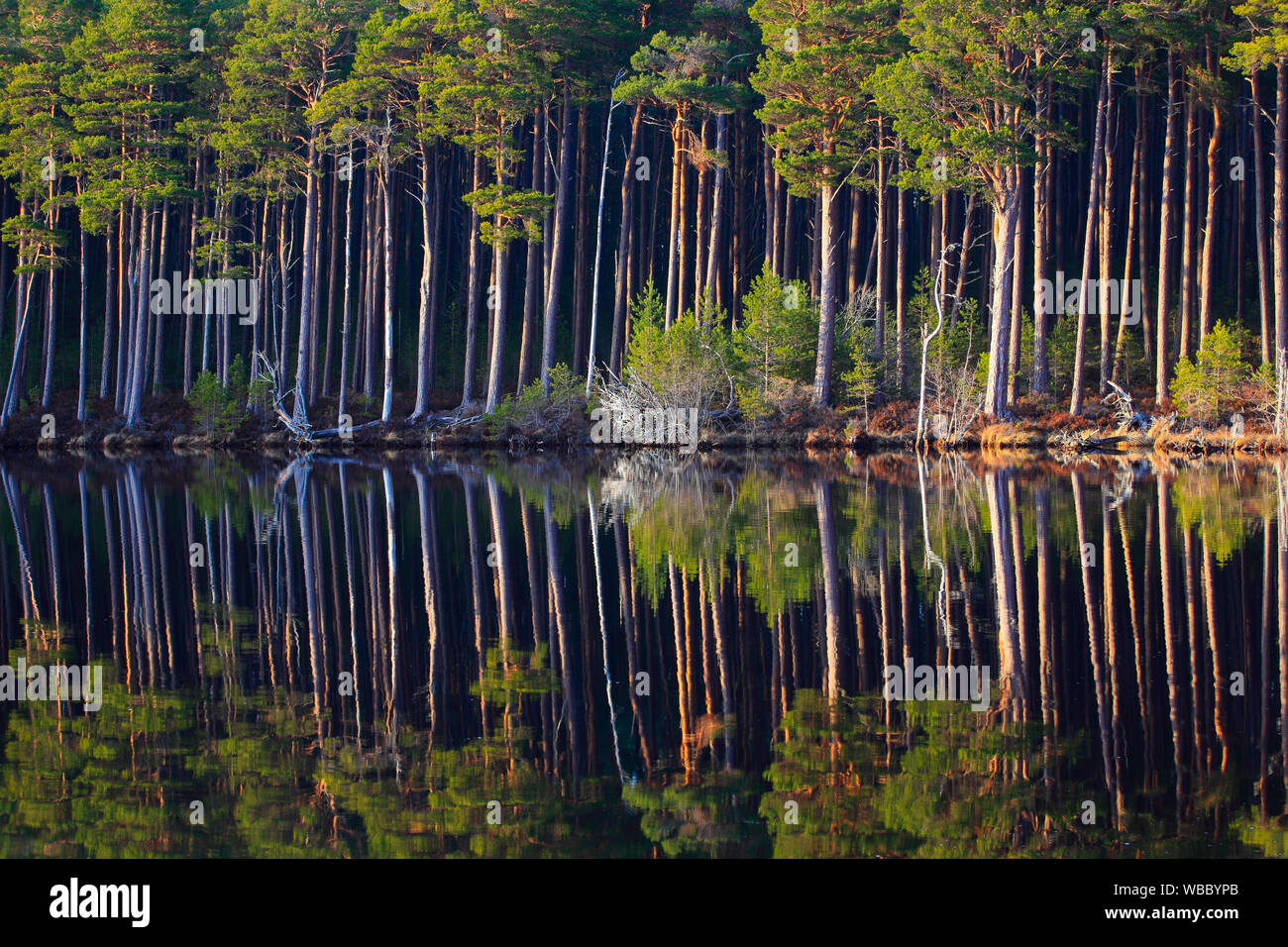 Scots Pines (Pinus sylvestris) and birch trees mirrored in water ...