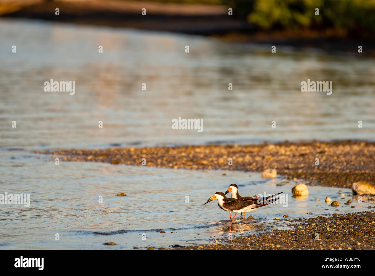 Two black skimmers on the beach in Florida Stock Photo - Alamy