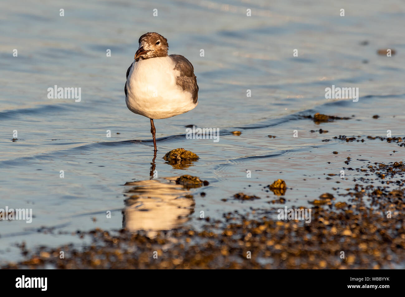 Wading bird stands hi-res stock photography and images - Alamy