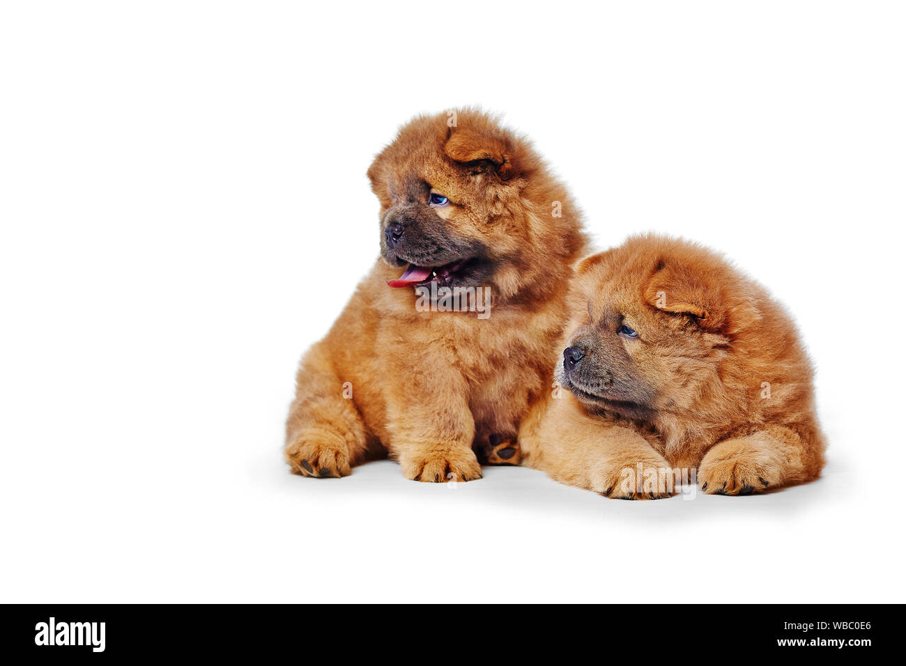 two cute chow-chow puppies isolated Stock Photo - Alamy