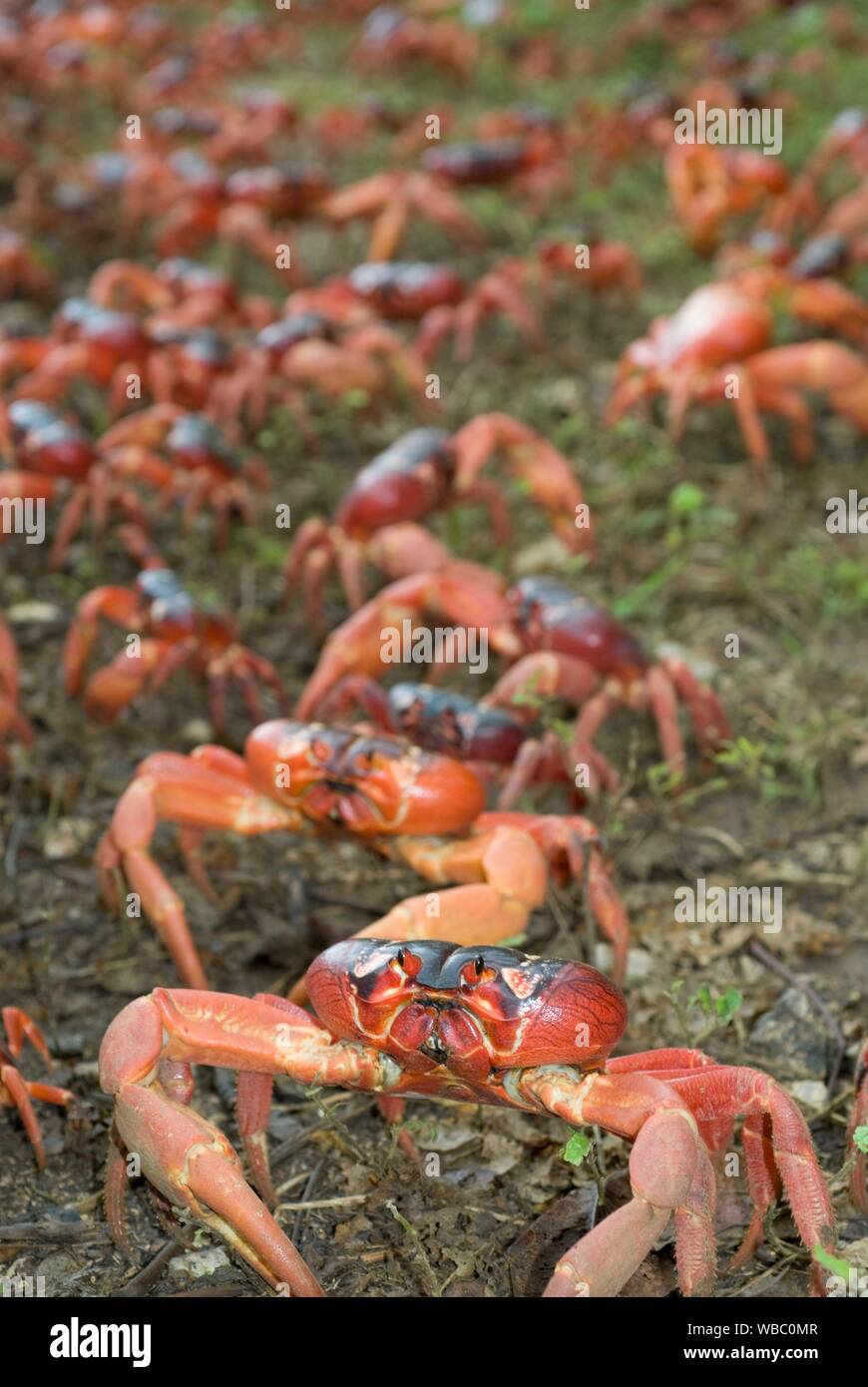 Christmas island red crab migration hi-res stock photography and images ...