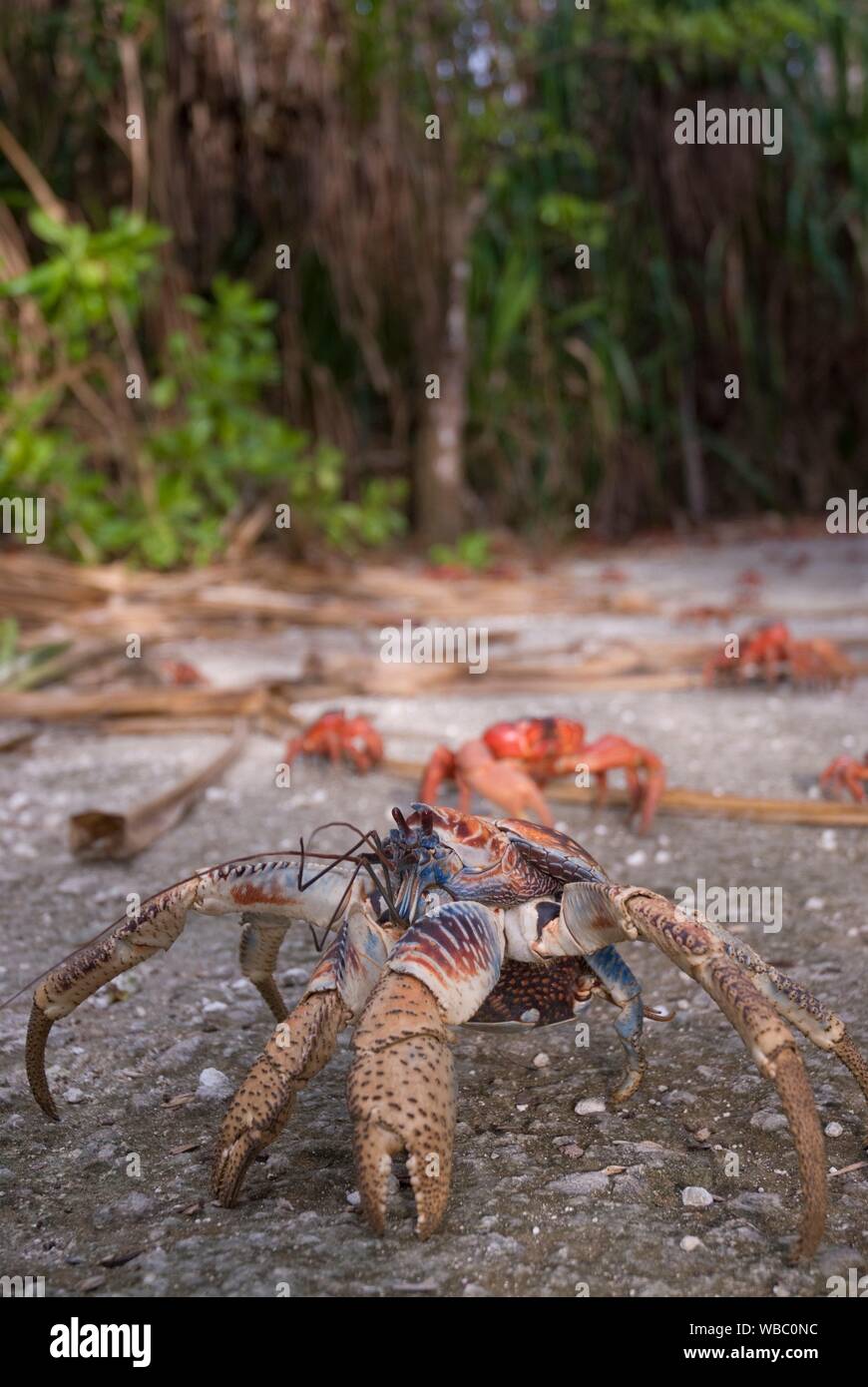 Robber Crab Christmas Island High Resolution Stock Photography and ...