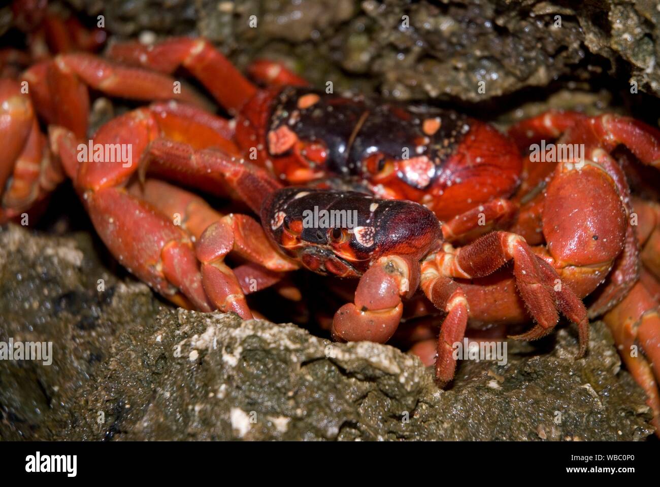 Red Crab Migration Stock Photos & Red Crab Migration Stock Images - Alamy
