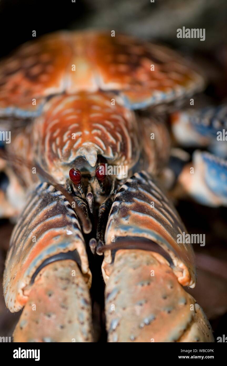 Hermit crab family hi-res stock photography and images - Alamy