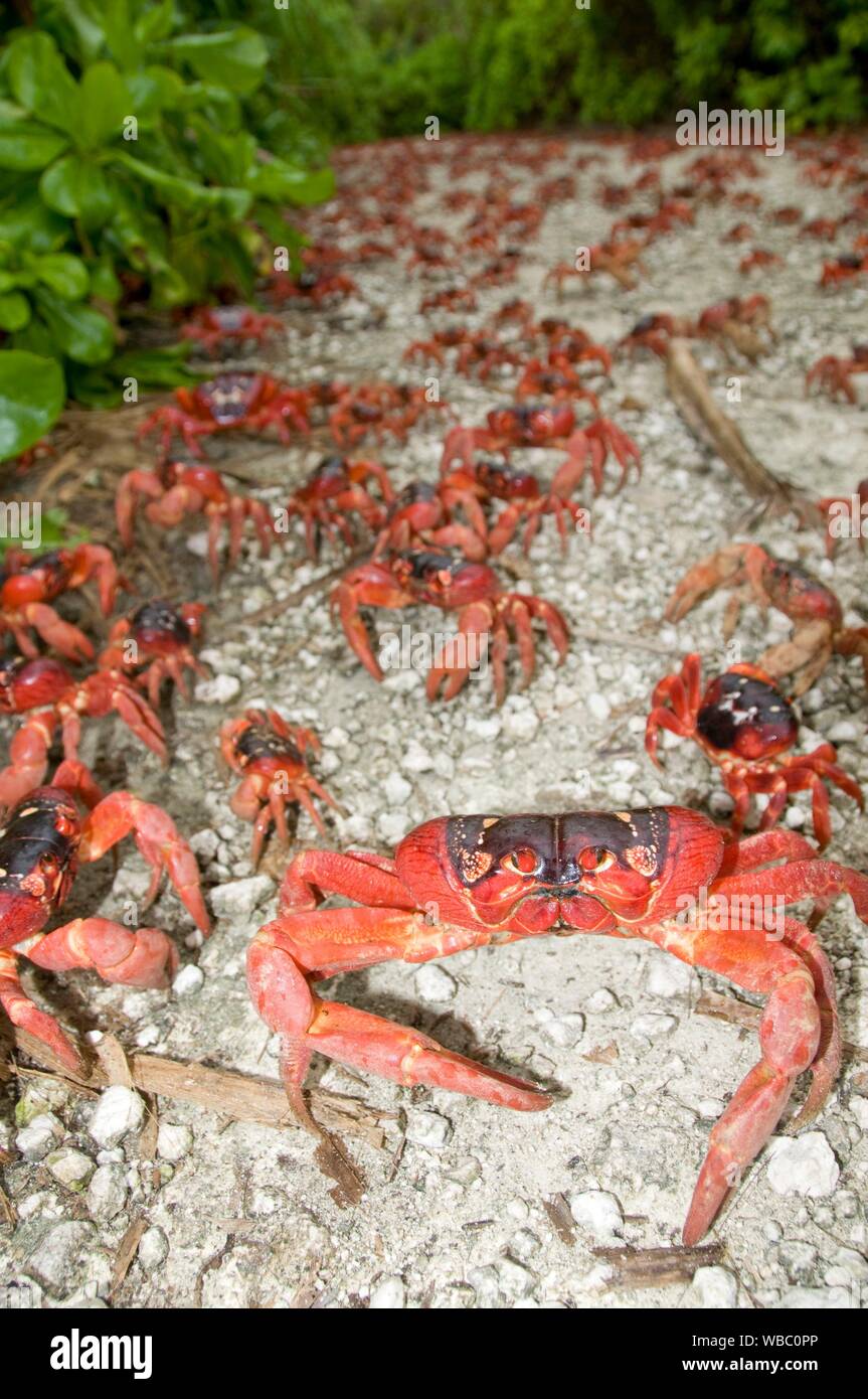 Red Crabs Christmas Island Australia High Resolution Stock Photography ...