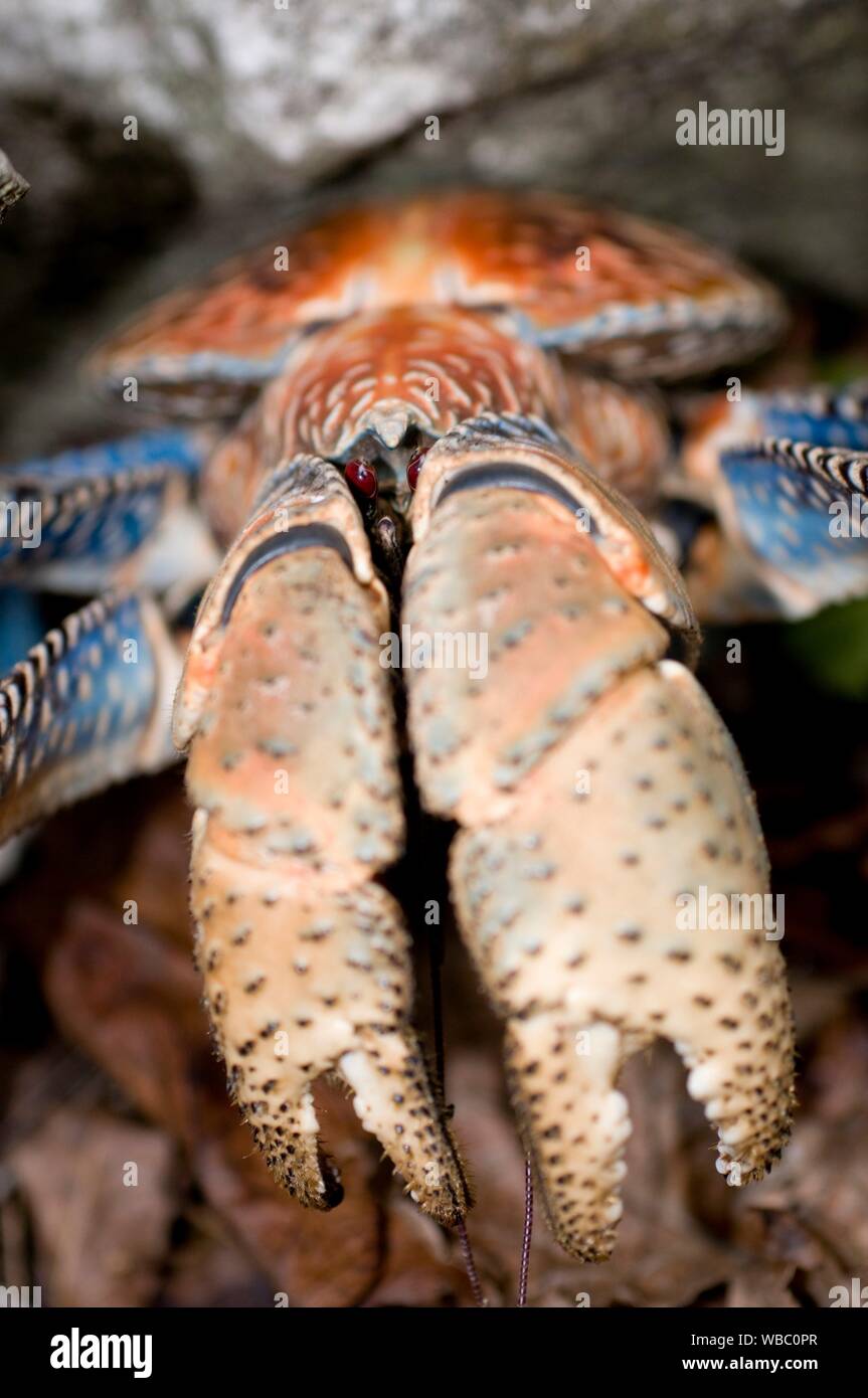 Hermit crab family hi-res stock photography and images - Alamy