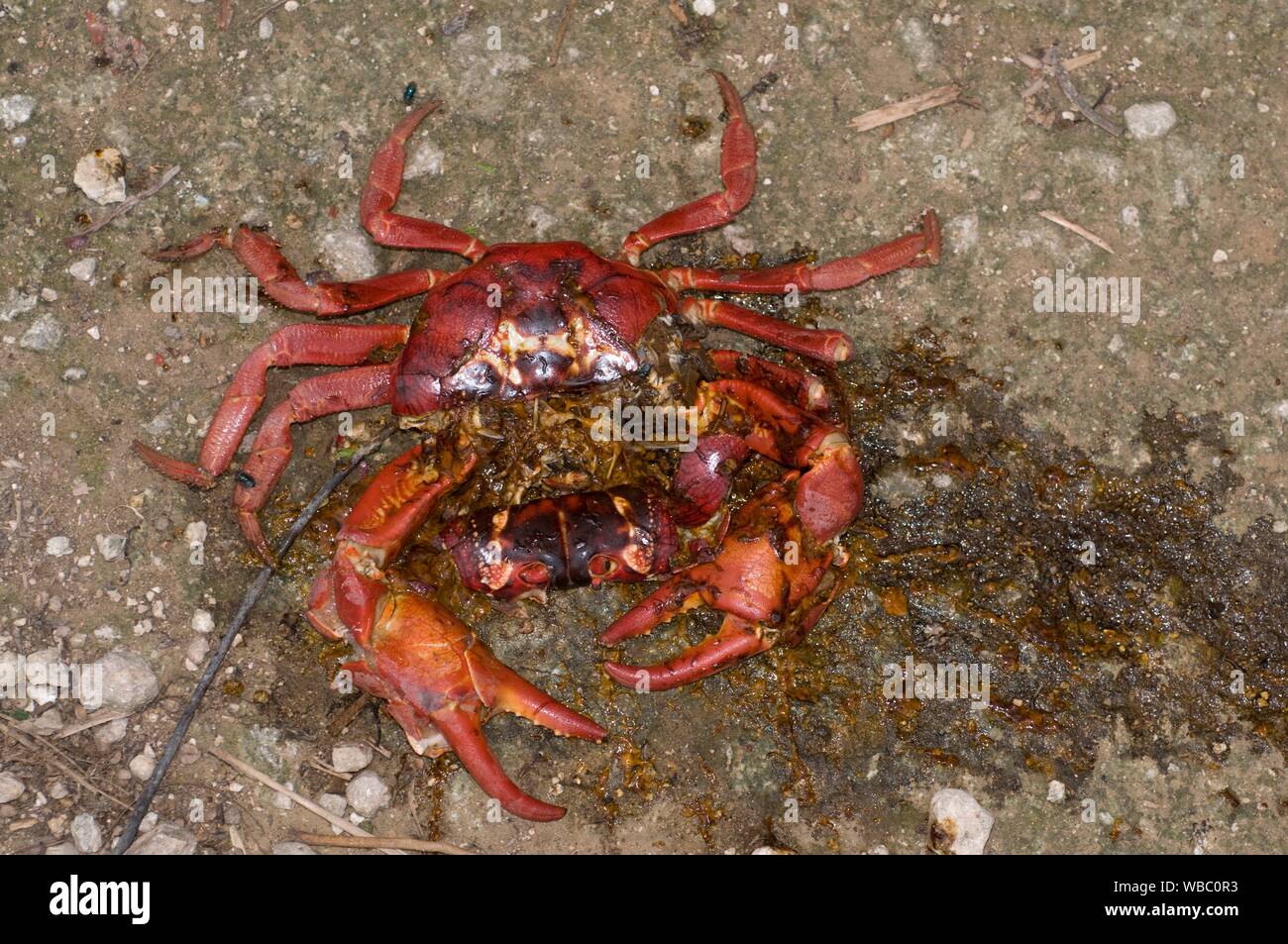Red Crab Road High Resolution Stock Photography and Images - Alamy