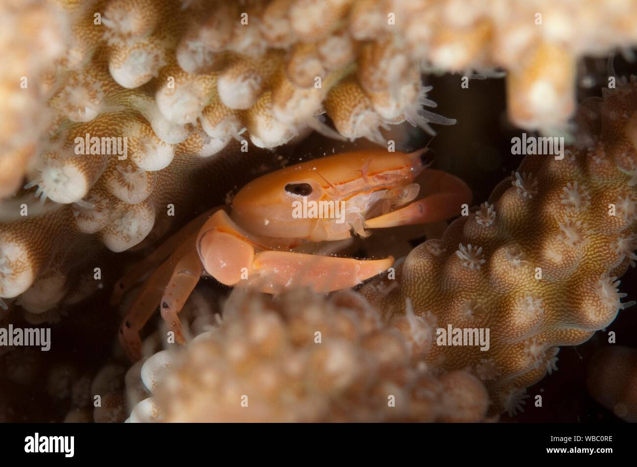 Trapezium High Resolution Stock Photography and Images - Alamy