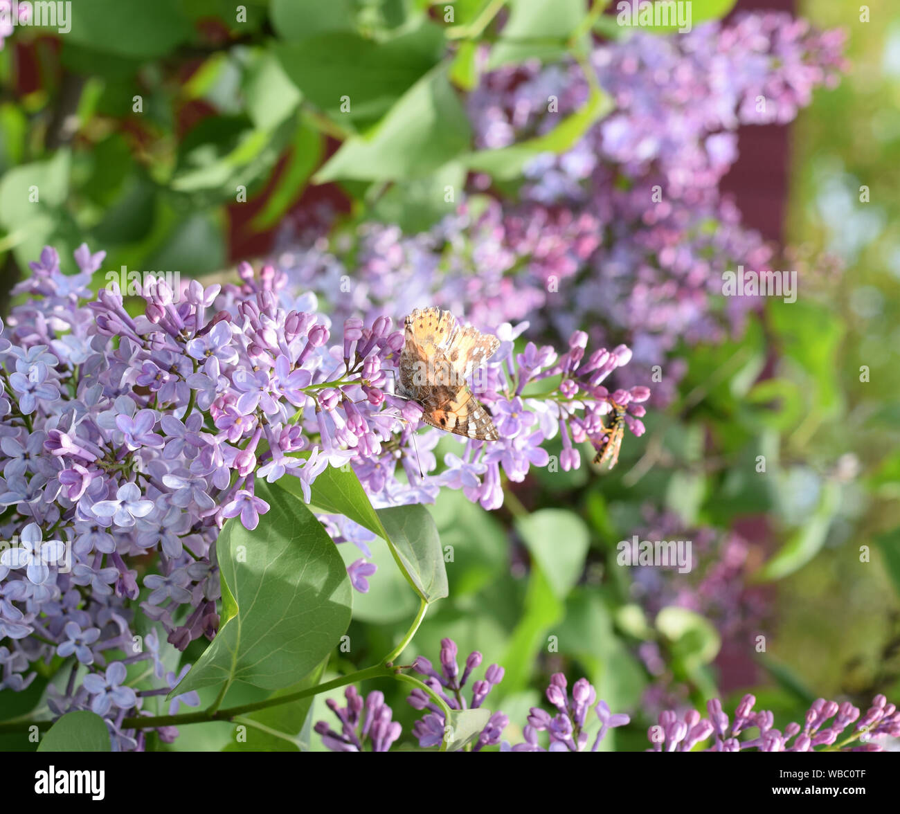 Butterfly rash on lilac colors. Insect pollinators. Butterfly urticaria ...