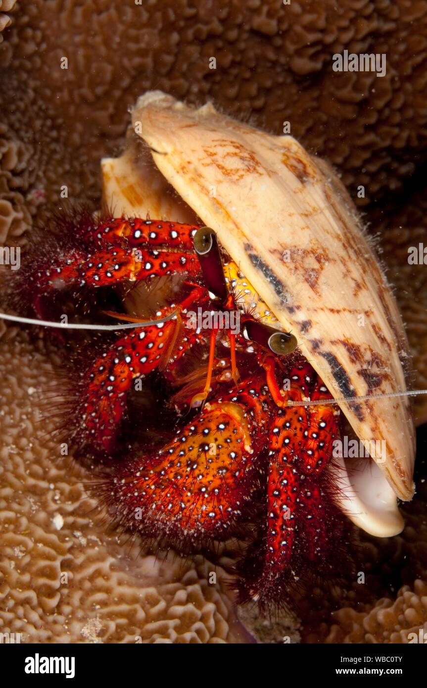 Volute shell hi-res stock photography and images - Alamy