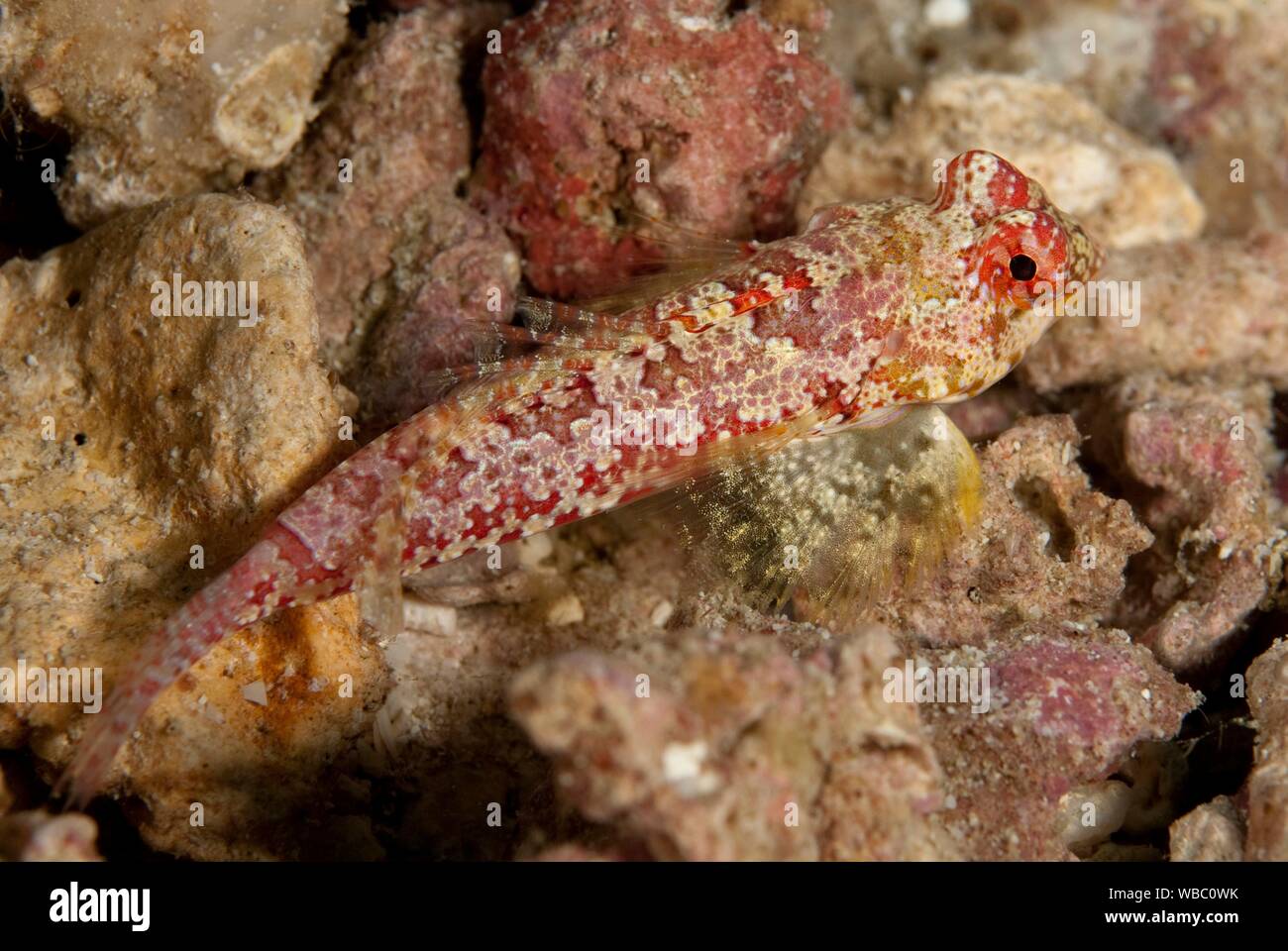 Dragonet family hi-res stock photography and images - Alamy