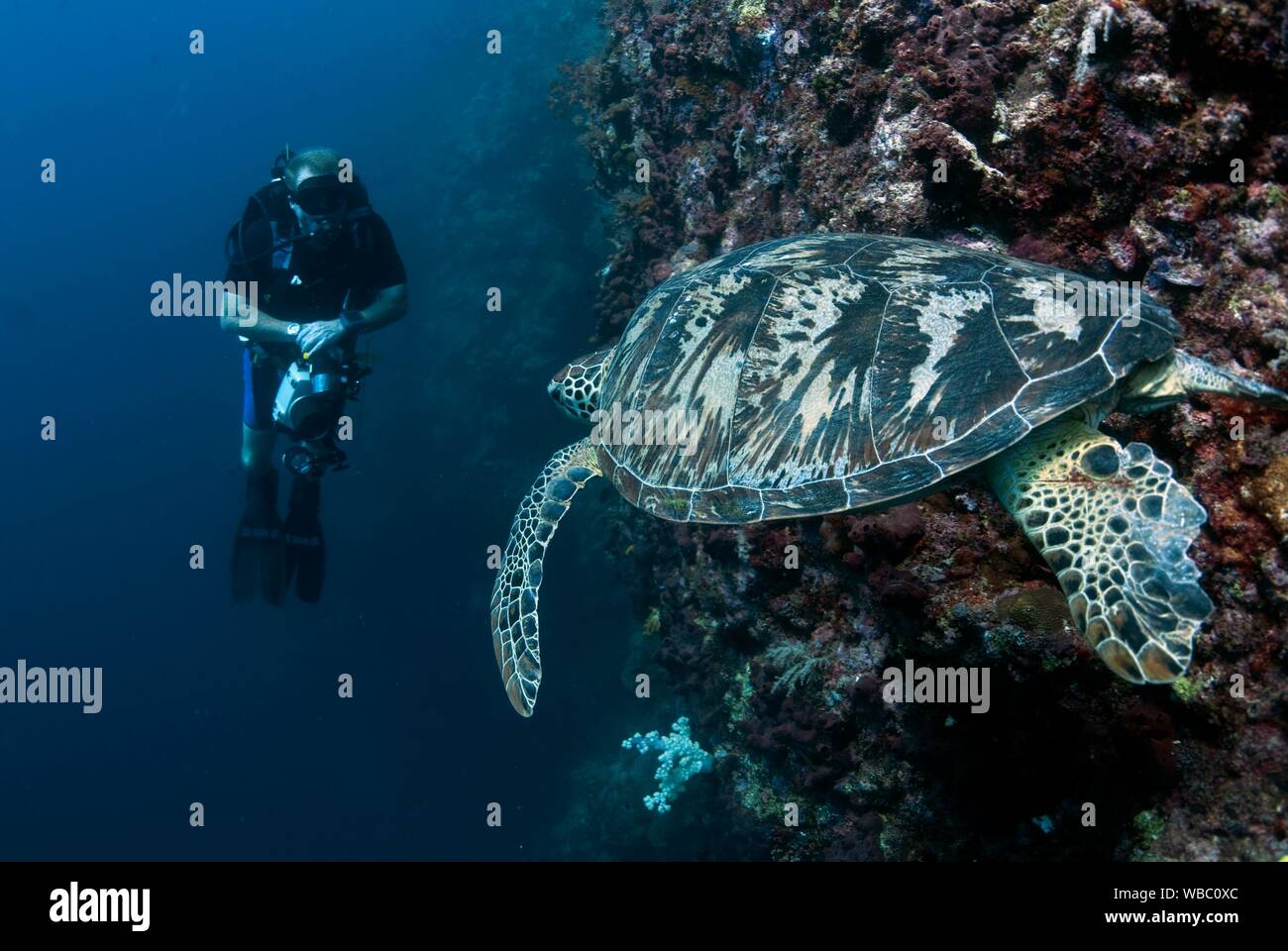 Hanging gardens underwater High Resolution Stock Photography and Images ...