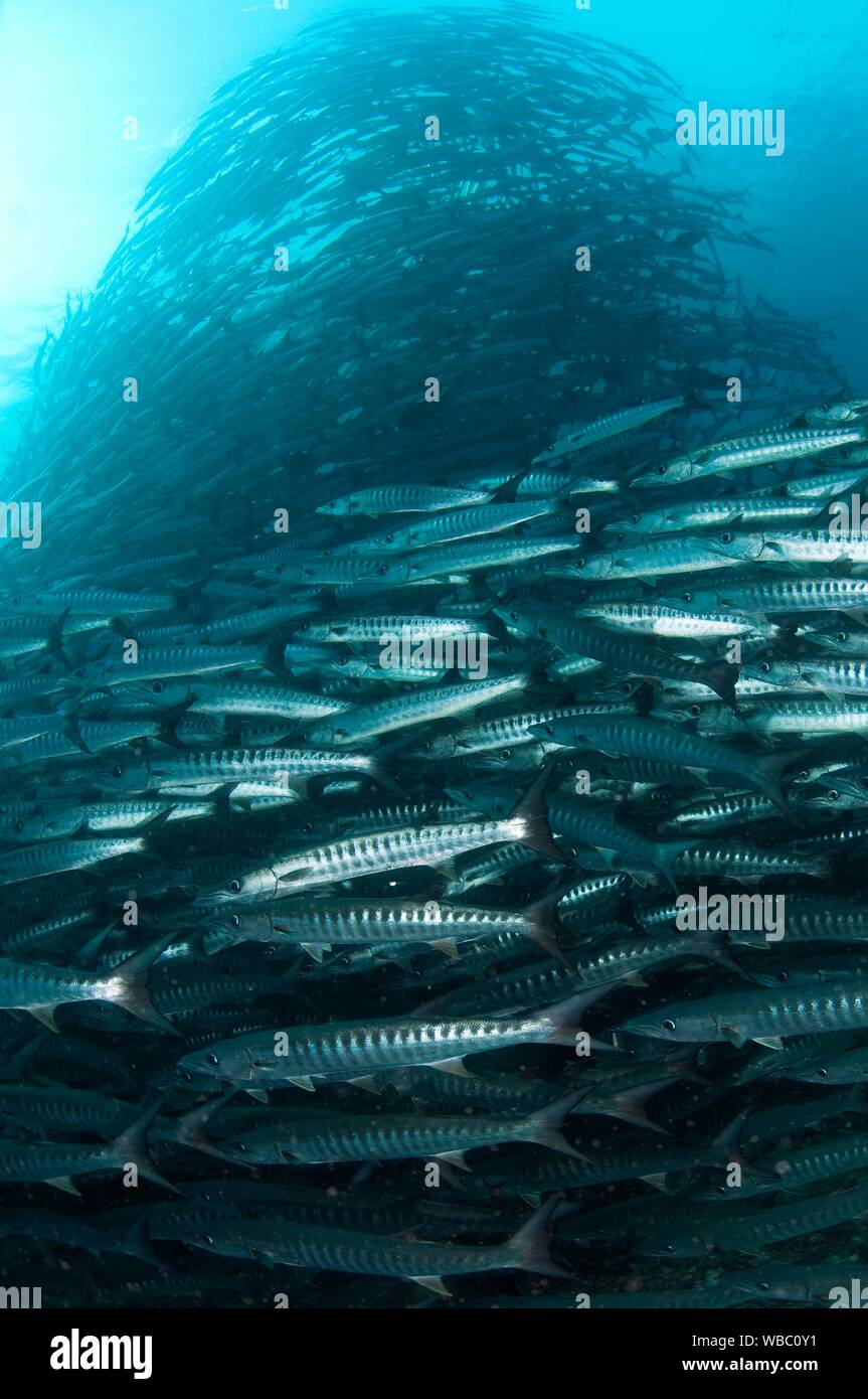 Banded barracuda High Resolution Stock Photography and Images - Alamy