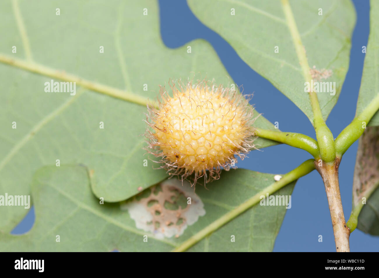 Gall wasps hi-res stock photography and images - Alamy