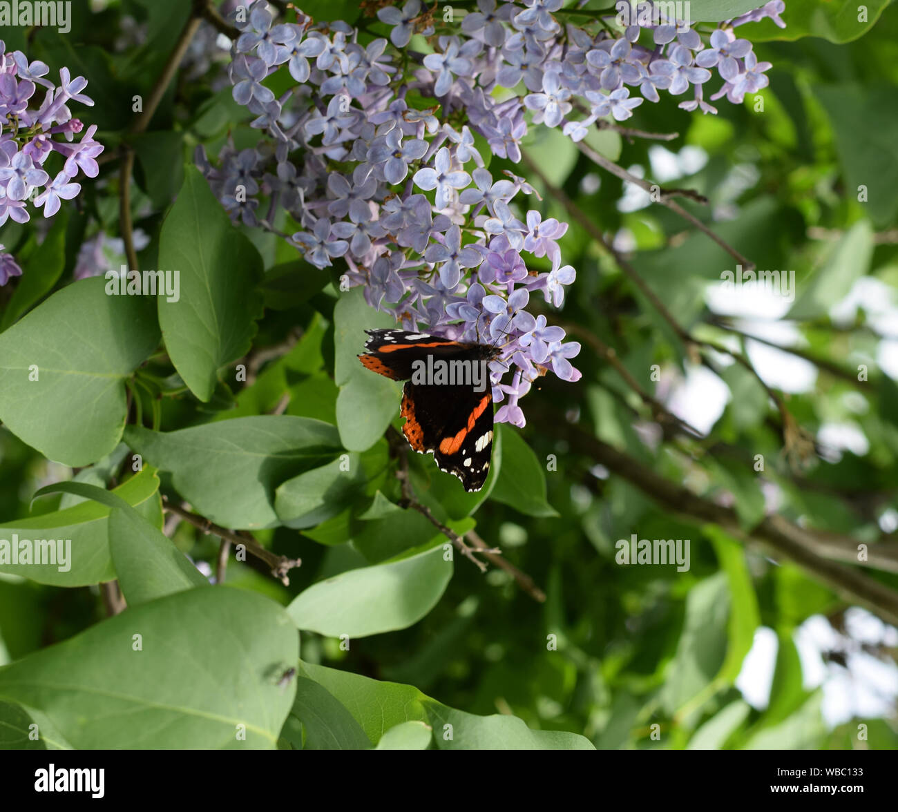 Lilac flowers on the branches of a butterfly admiral. Insect ...