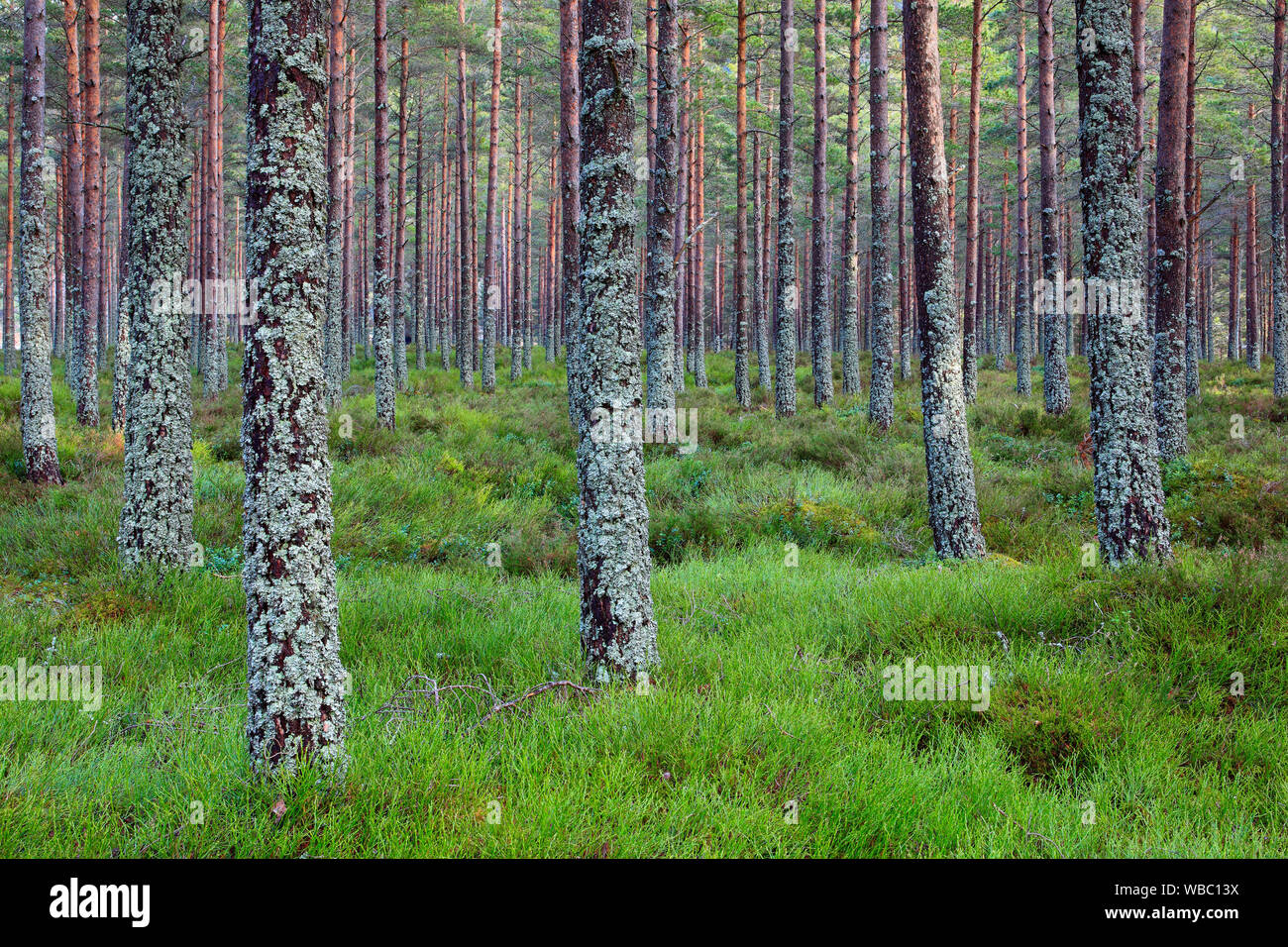 Scots Pine (Pinus sylvestris). Forest at Cairngorms National Park ...
