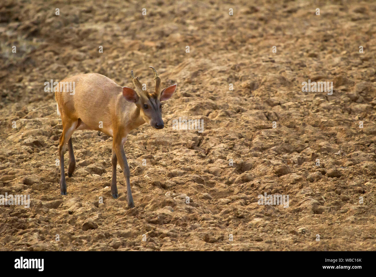 Indian Mouse Deer