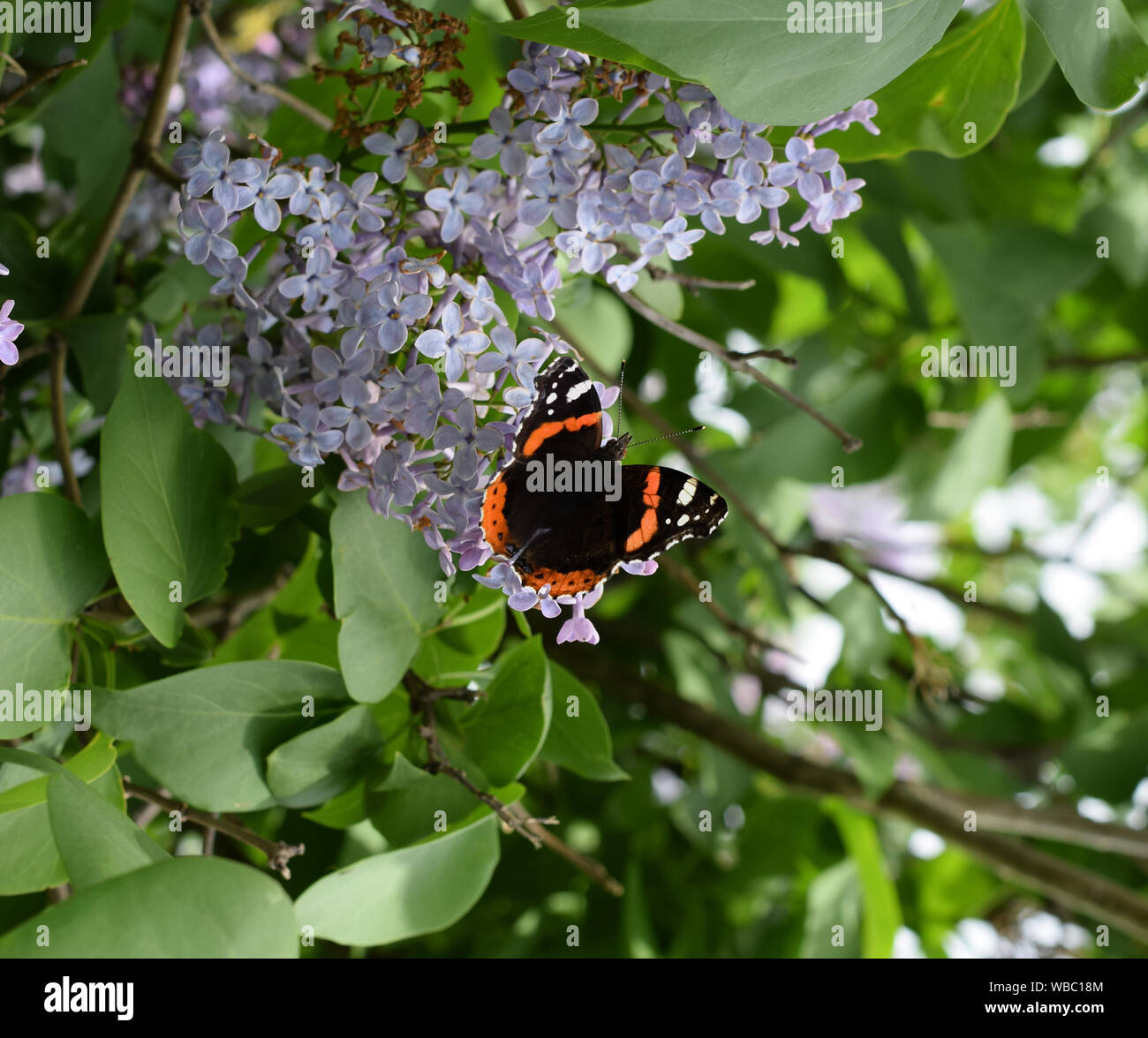 Lilac flowers on the branches of a butterfly admiral. Insect ...
