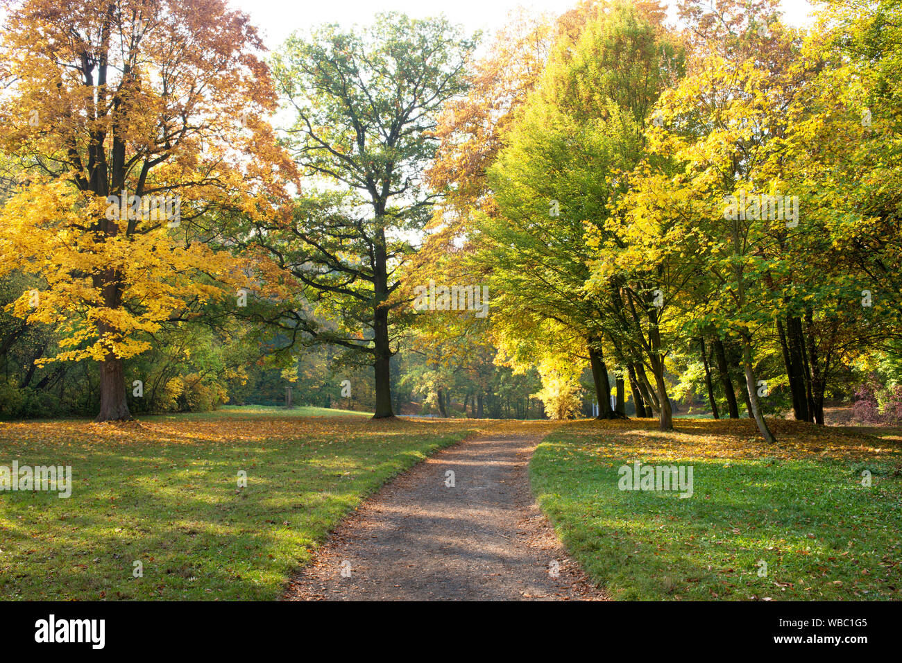 Sunny forest pathway hi-res stock photography and images - Alamy