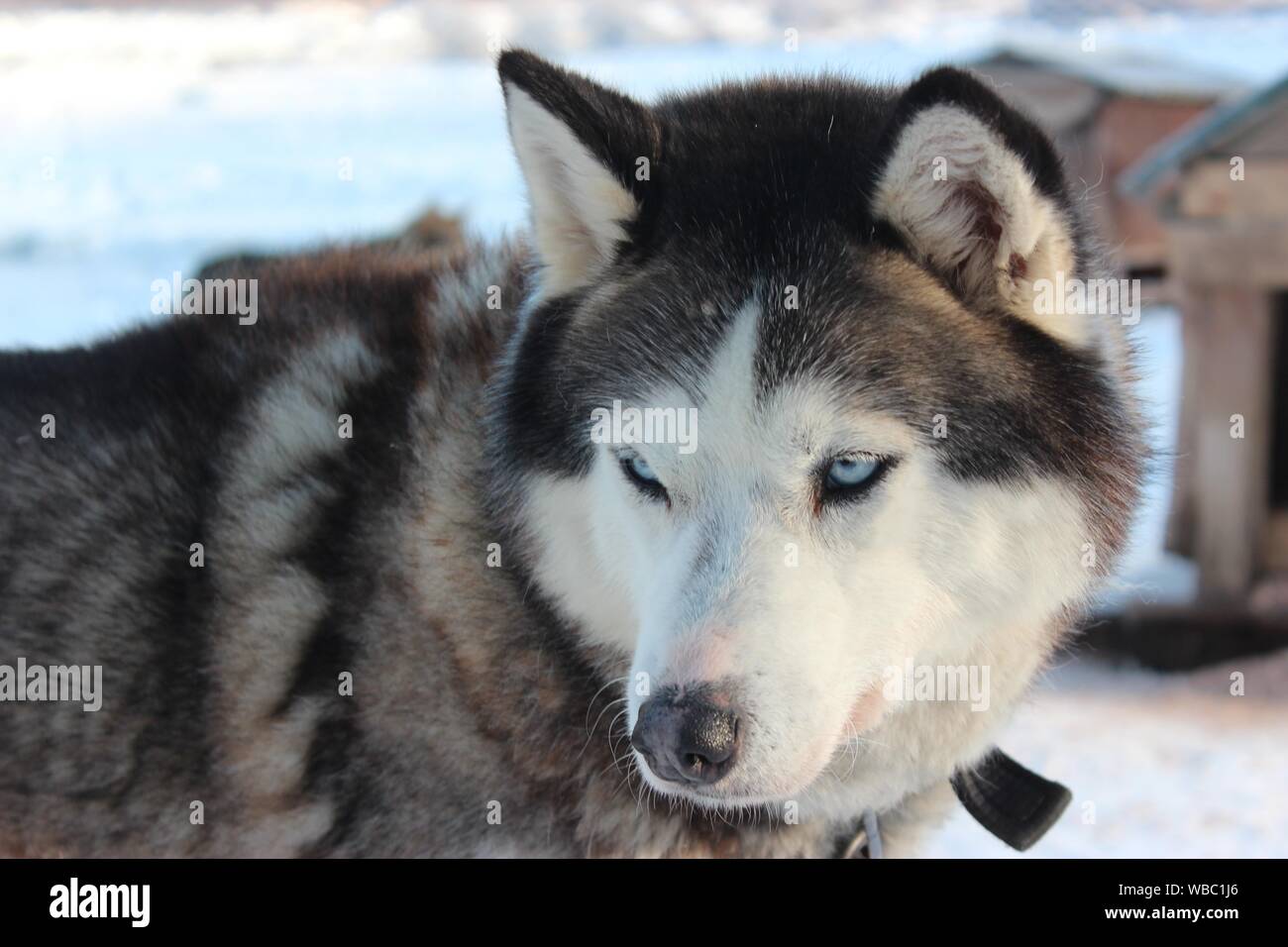 Black and white siberian husky head shot hi-res stock photography and ...