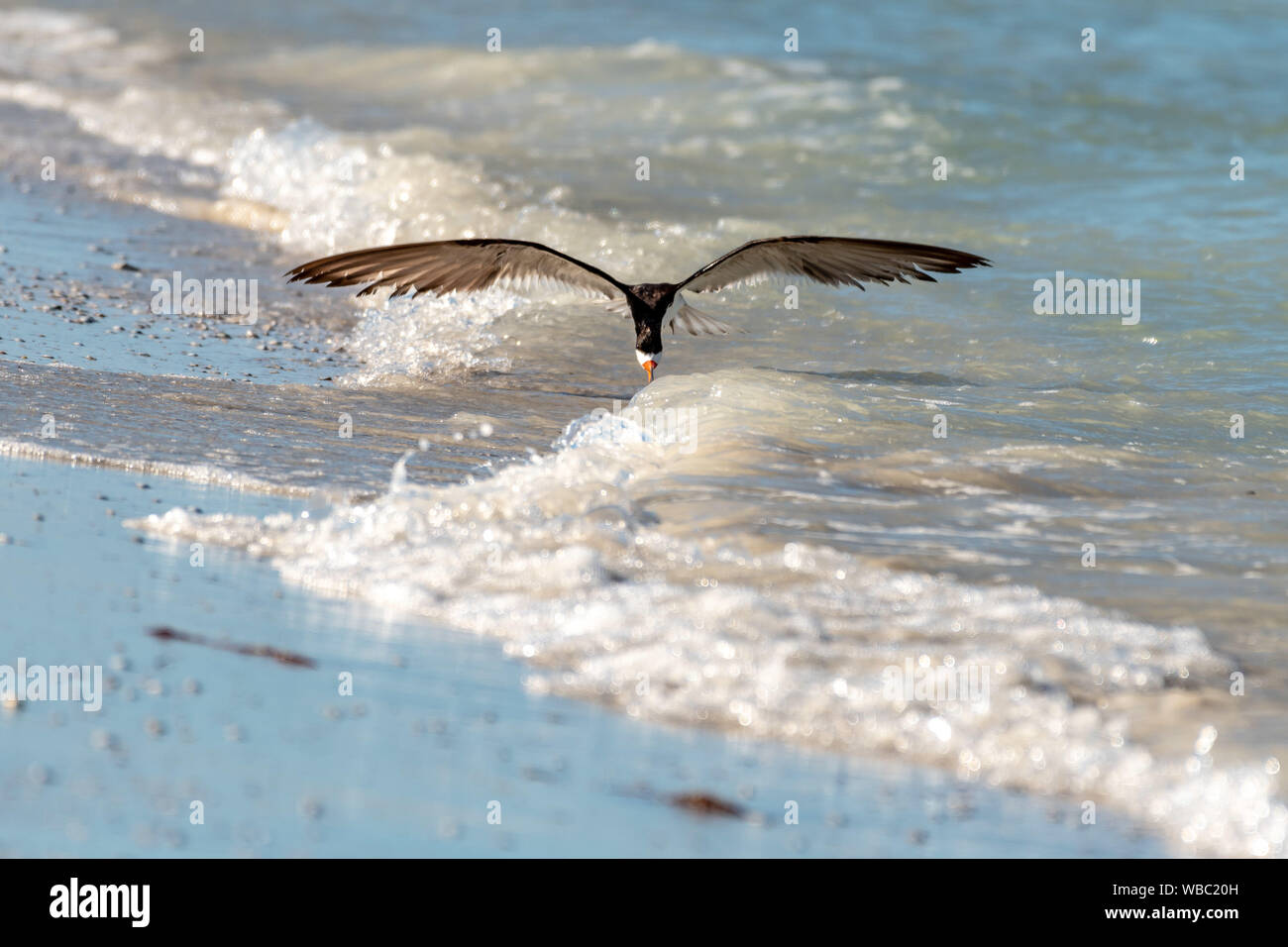 Black skimmer on the beach on Florida - skimming with wings flat Stock ...
