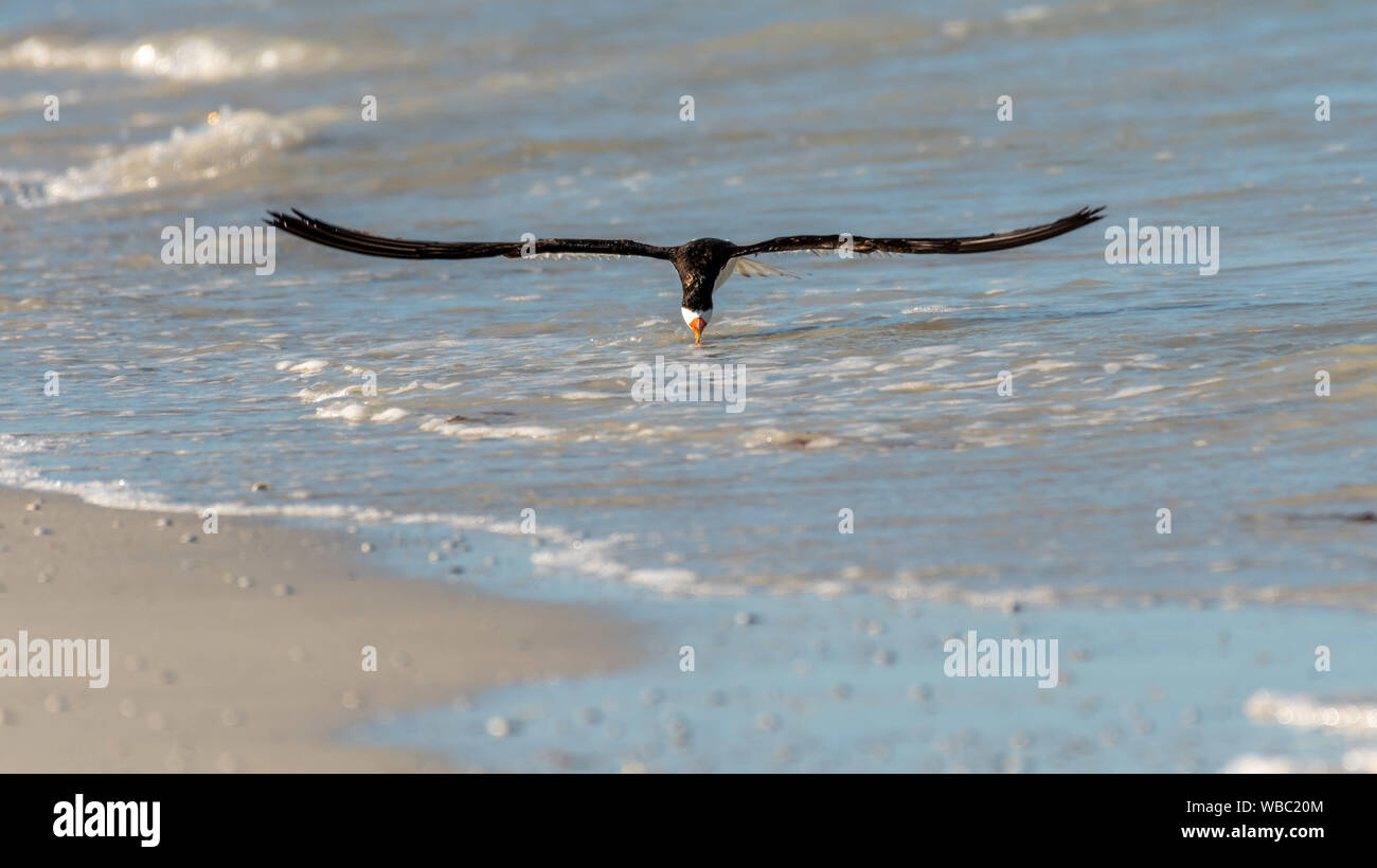 Black skimmer on the beach on Florida - skimming for breakfast Stock ...