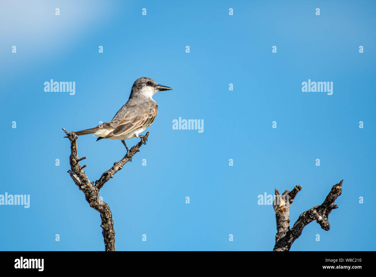 Northern Mockingbird is the Florida state bird since 1927 Stock Photo ...