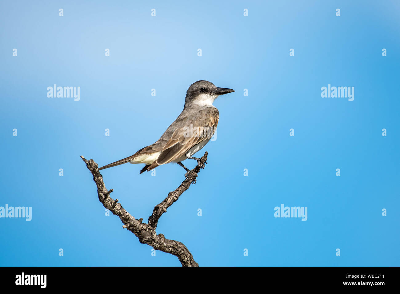 Northern Mockingbird is the Florida state bird since 1927 Stock Photo ...