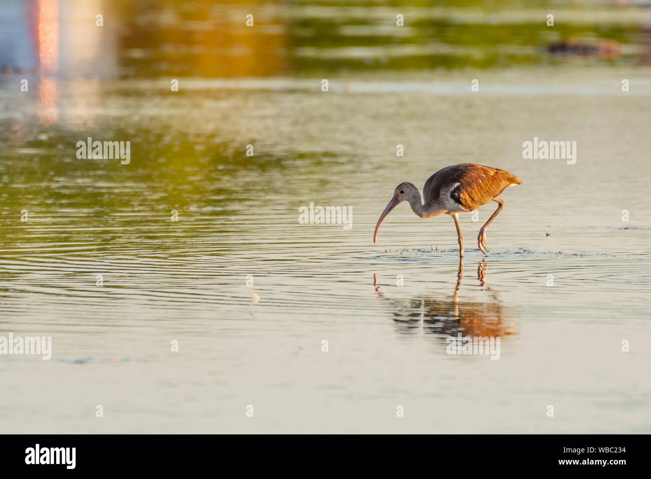 Juvenile ibis is molting his brown feathers and turning white Stock ...