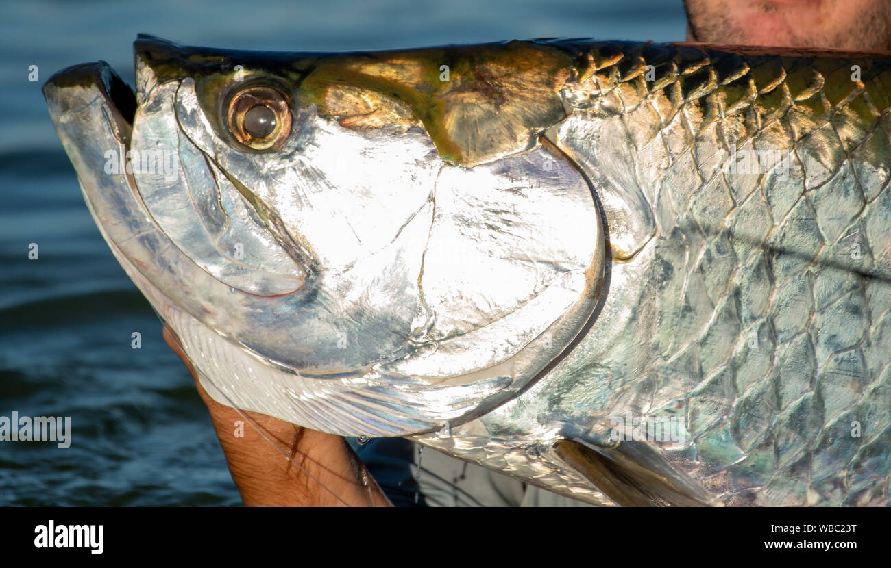 Close up profile of a fish - tarpin Stock Photo - Alamy