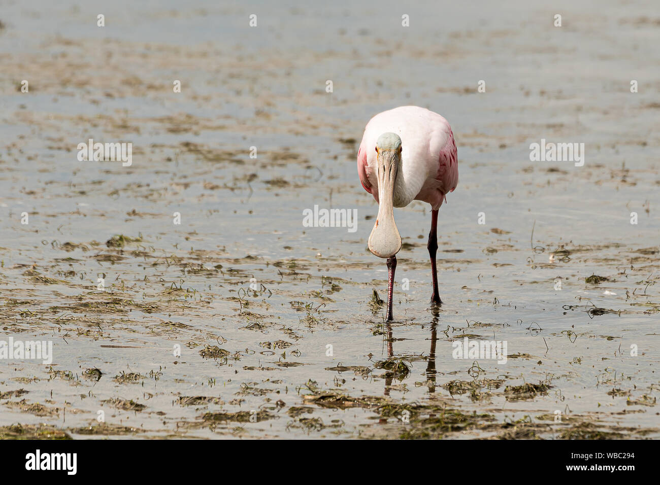 Birds Long Legs Water High Resolution Stock Photography and Images - Alamy