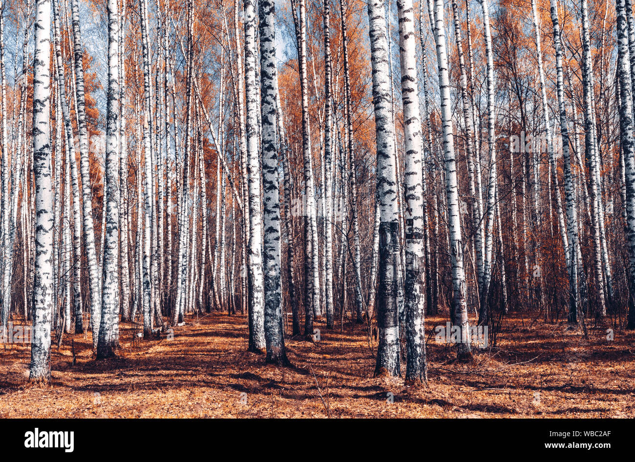 White birch forest background at fall. Birch texture Stock Photo - Alamy