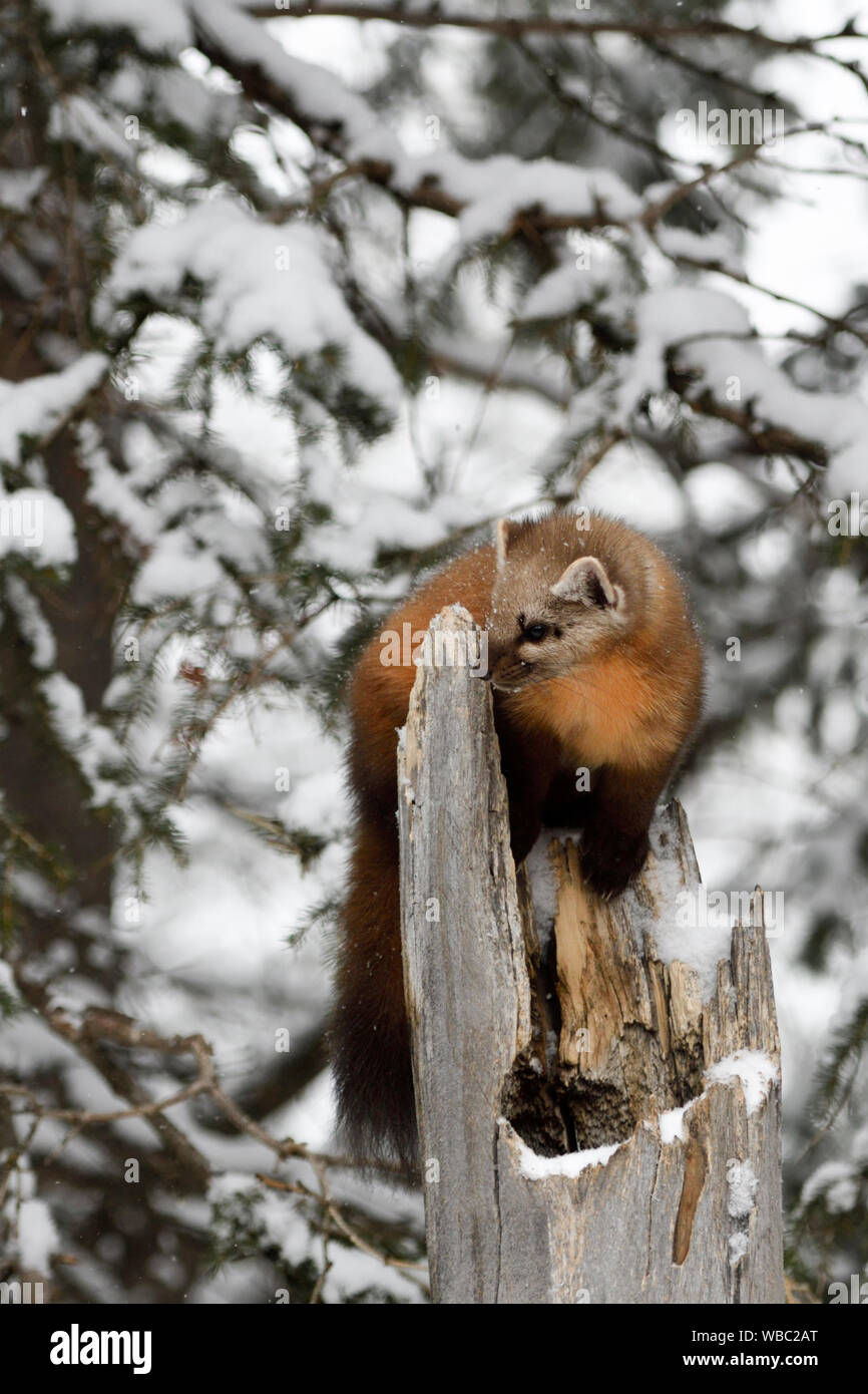 American Pine Marten / Baummarder / Fichtenmarder ( Martes americana ...