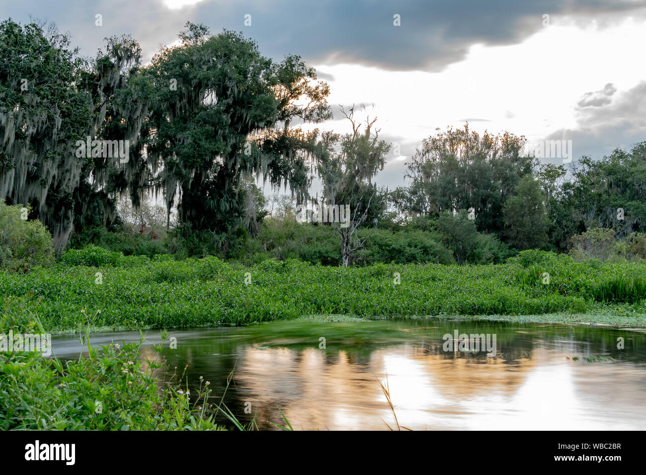 Trees wilderness hi-res stock photography and images - Alamy