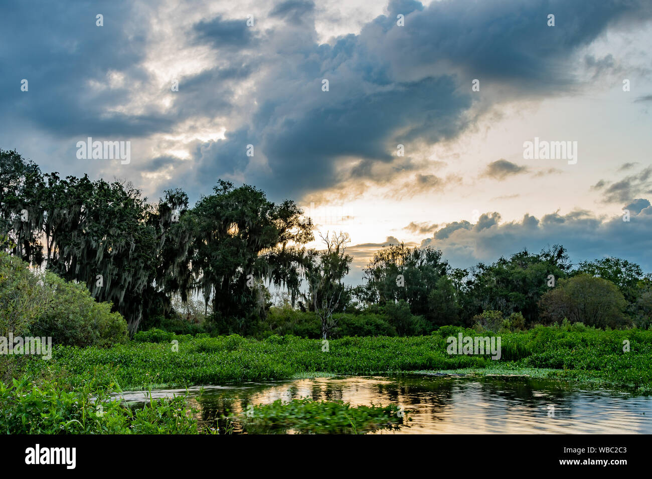 Landscape of the Florida wilderness, pond and storm clouds at dawn ...