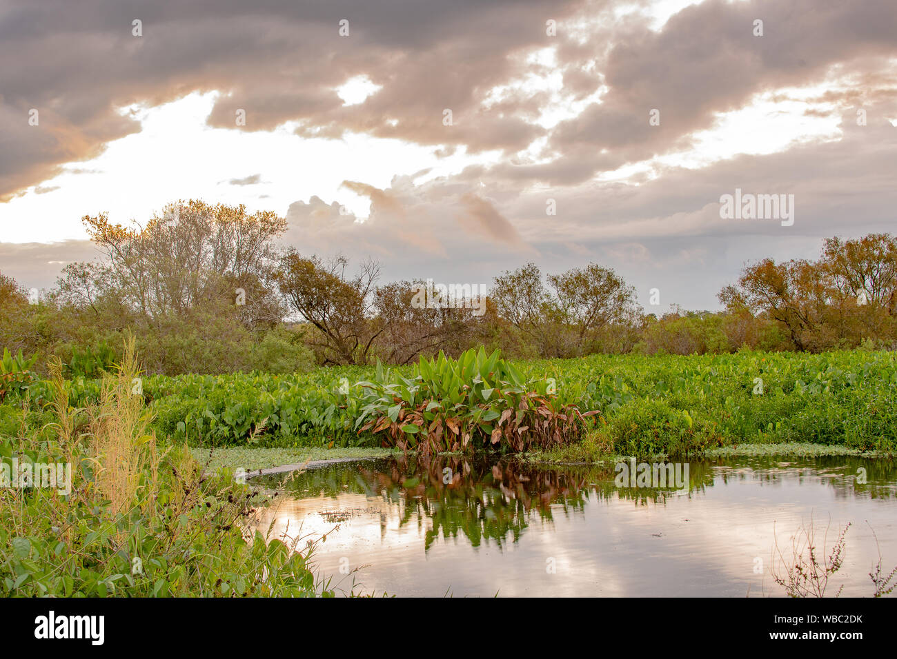 Landscape of the Florida wilderness, pond and storm clouds at dawn ...
